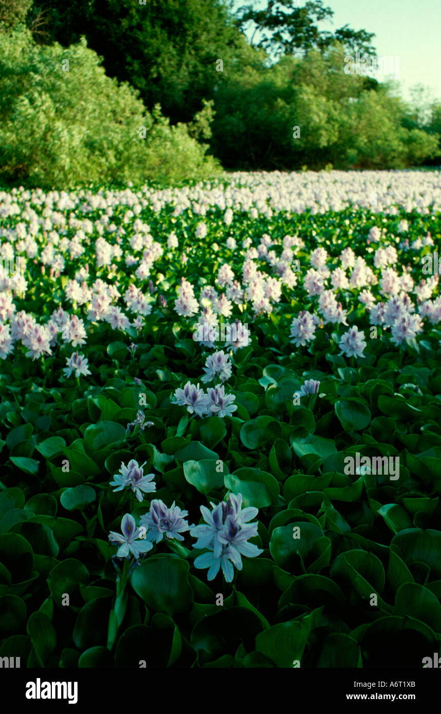 Florida Water Hyacinth Flower Stock Photo - Alamy