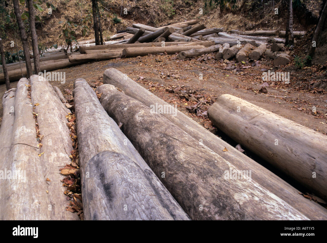 Teak logs (tectonis grandis) stacked beside the Salween River on the ...