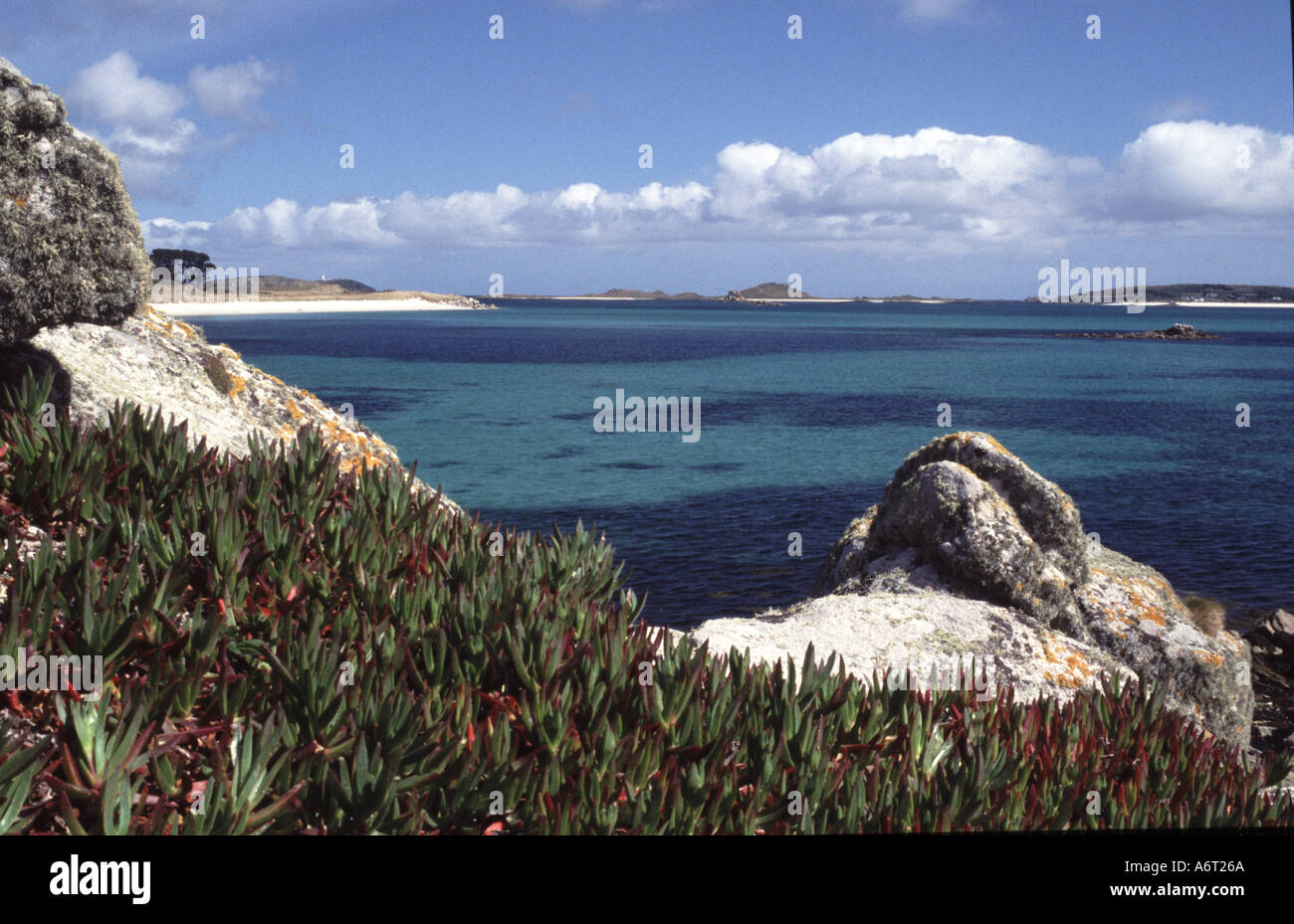 Subtropical vegetation covering rocks overlooking beach on Tresco ...