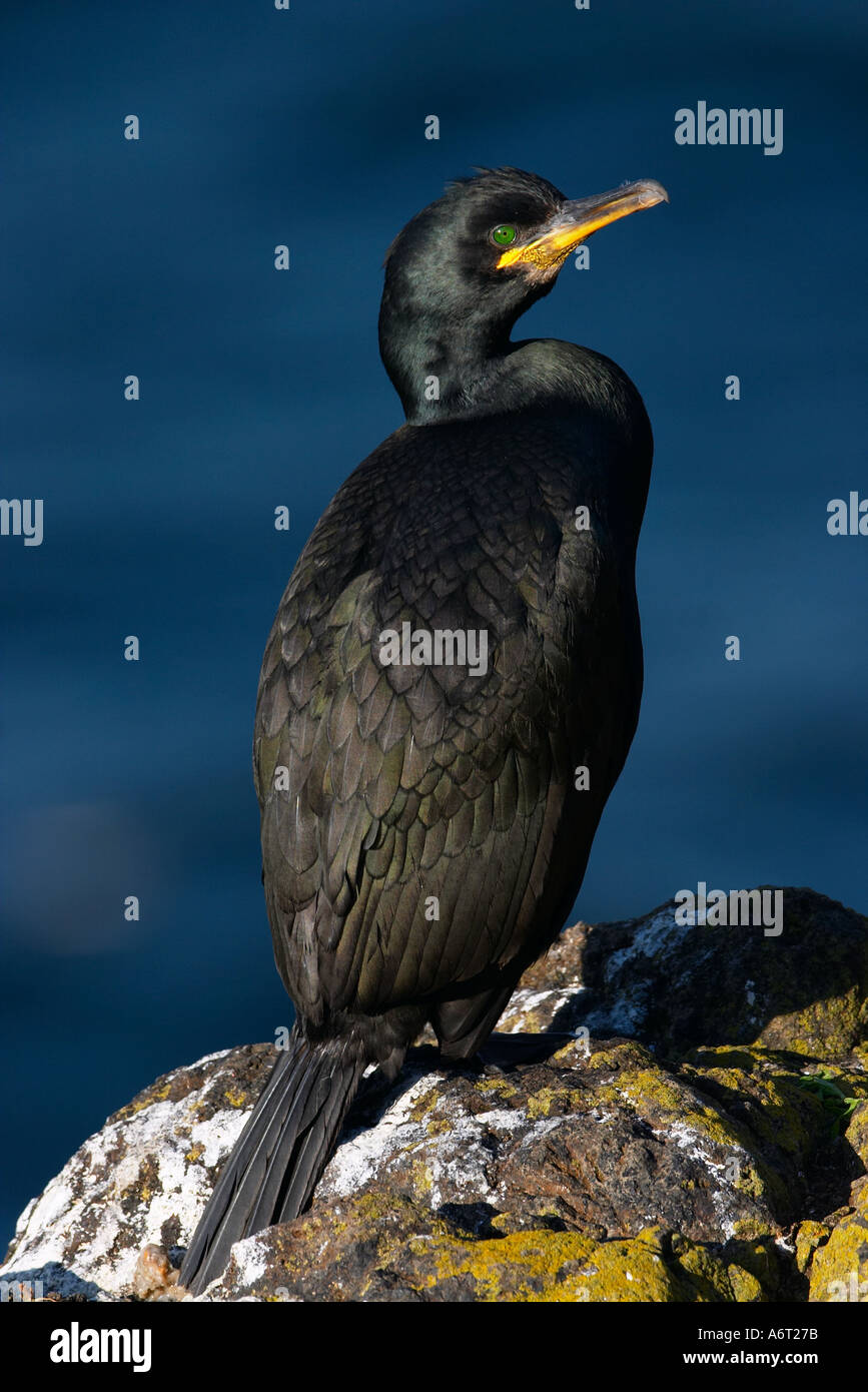 Isle of may bird shag hi-res stock photography and images - Alamy