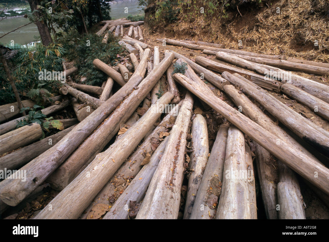 Teak logs (tectonis grandis) stacked beside the Salween River on the ...