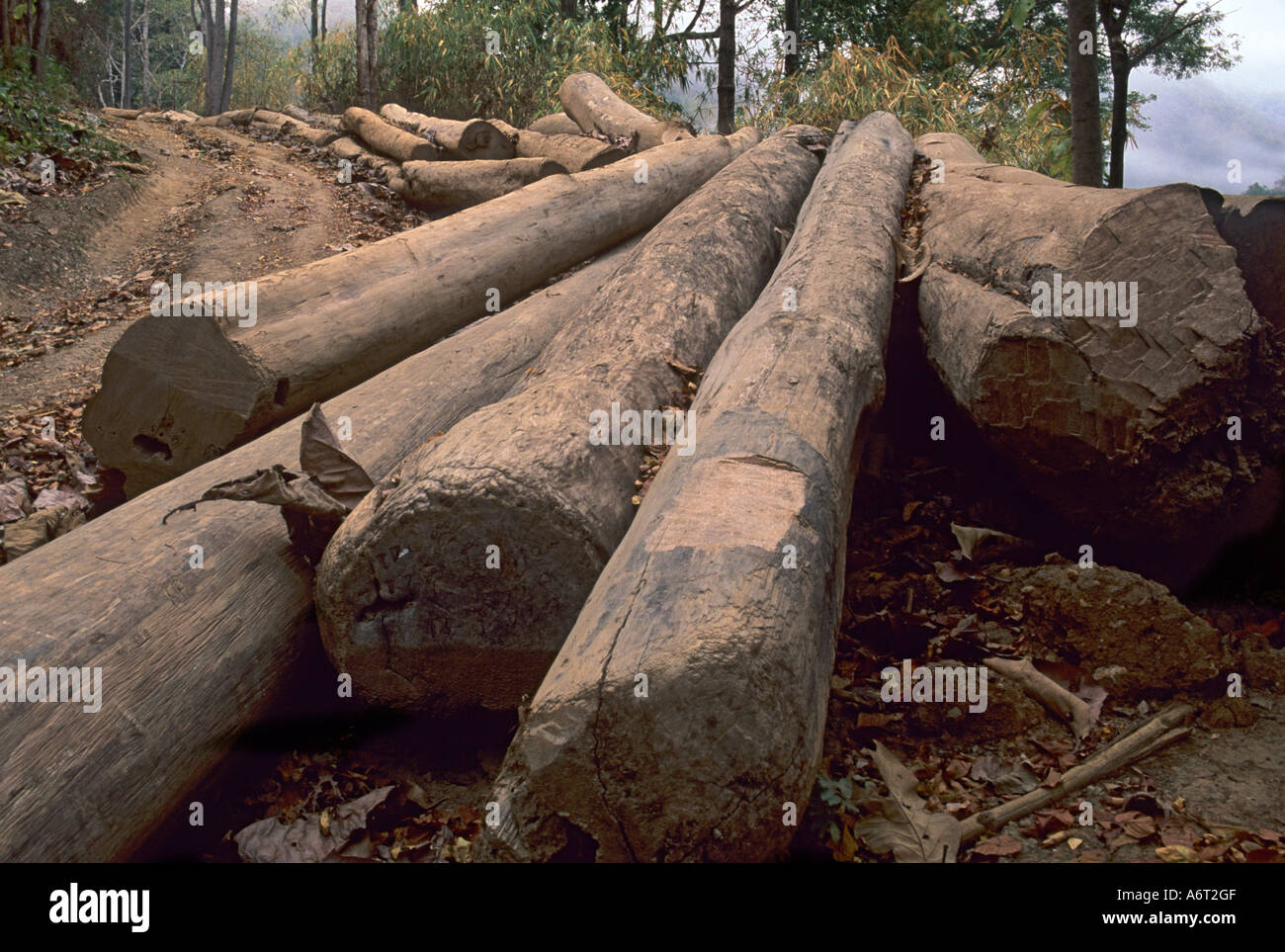 Teak logs (tectonis grandis) stacked beside the Salween River on the ...