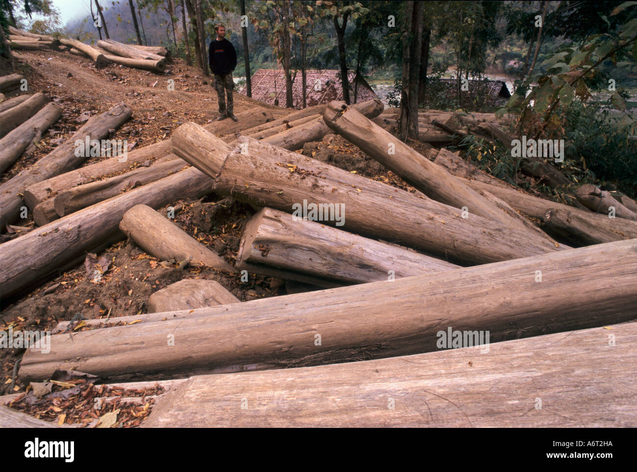 Teak logs (tectonis grandis) stacked beside the Salween River on the ...