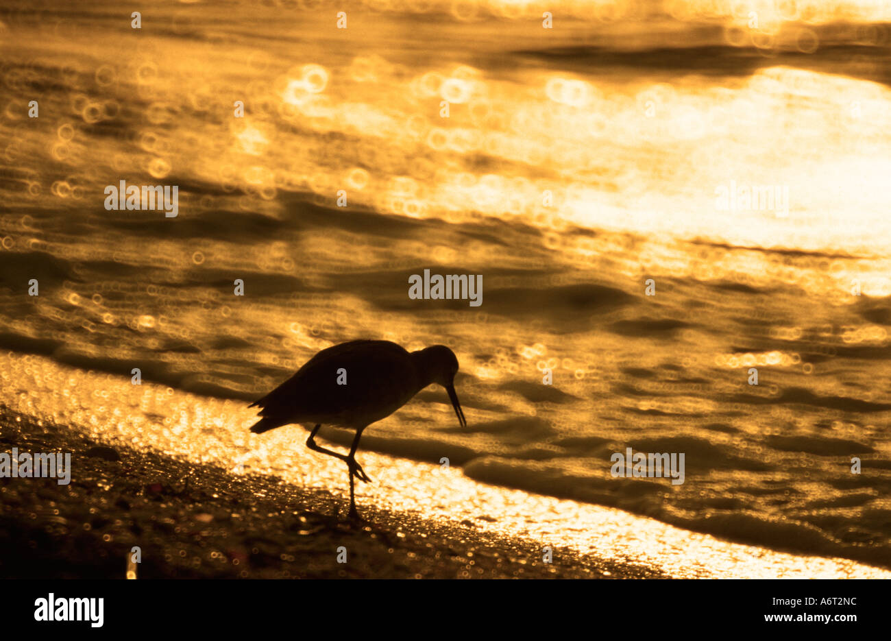 Florida beach sand piper hi-res stock photography and images - Alamy