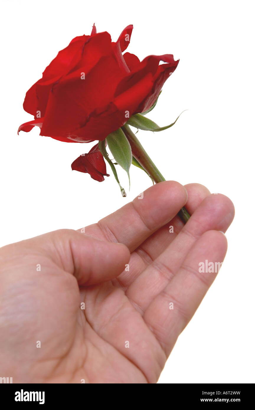 fresh as a daisy Stock Photo - Alamy