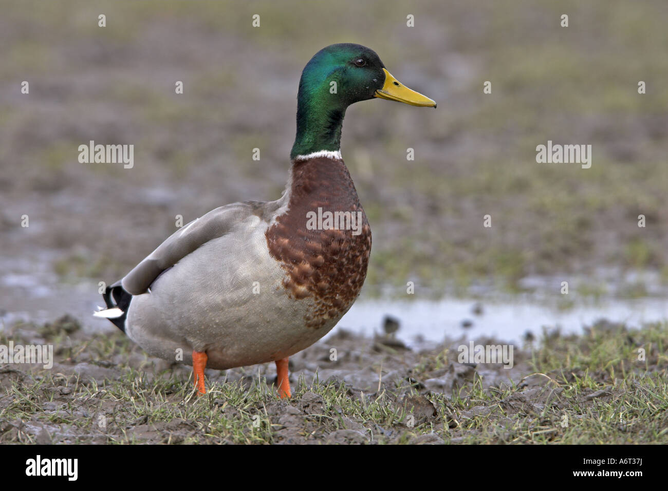 Mallard Anas platyrhynchos adult male standing next to muddy puddle ...