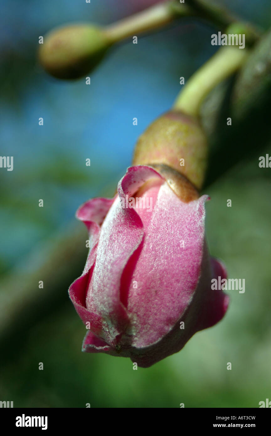 Kapok flower hi-res stock photography and images - Alamy