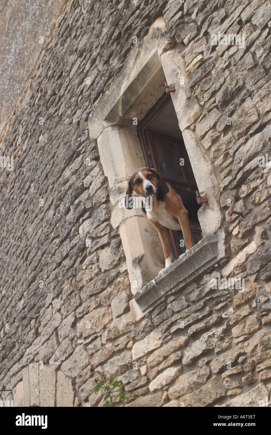 Dog in window in Chateauneuf en Auxois France Stock Photo - Alamy