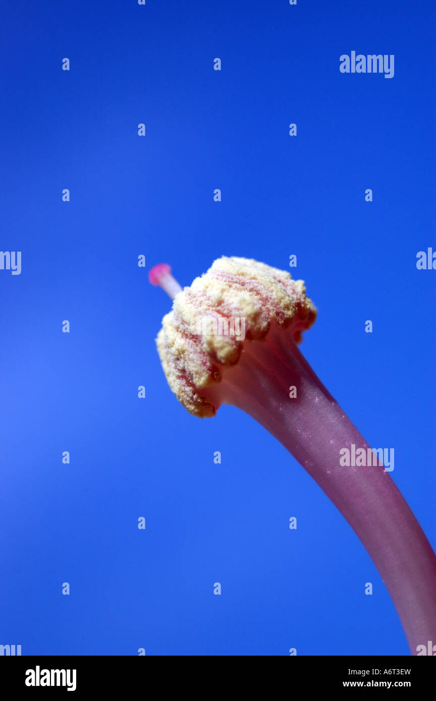 Kapok flower hi-res stock photography and images - Alamy