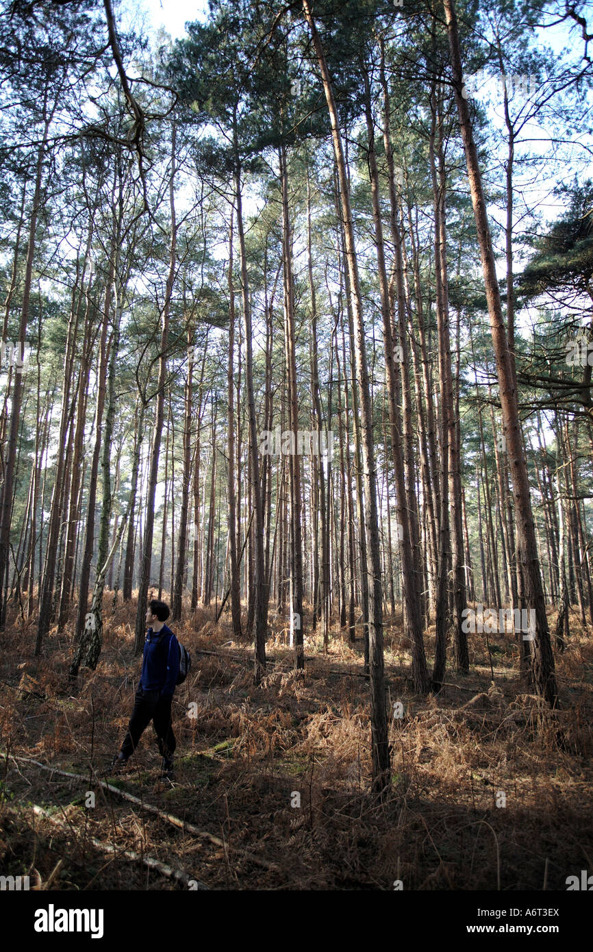 Surrey Forest High Resolution Stock Photography and Images - Alamy