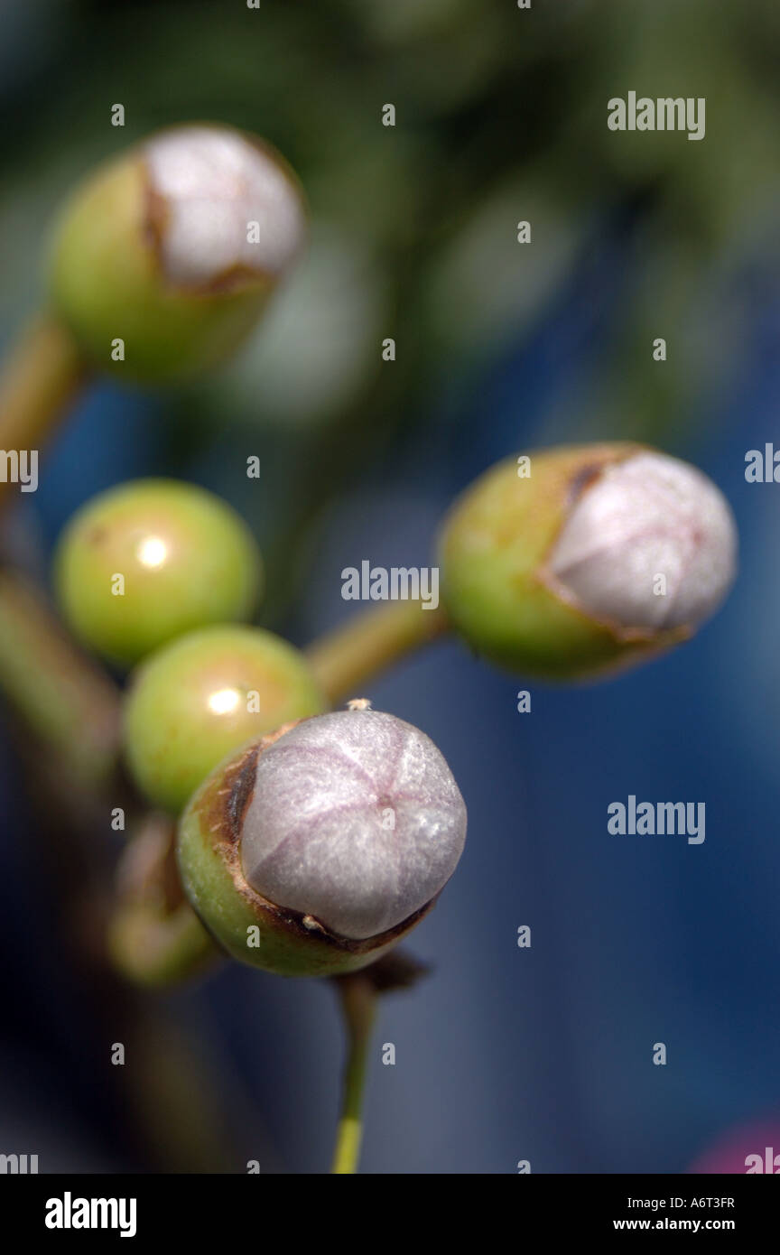 Kapok flower hi-res stock photography and images - Alamy