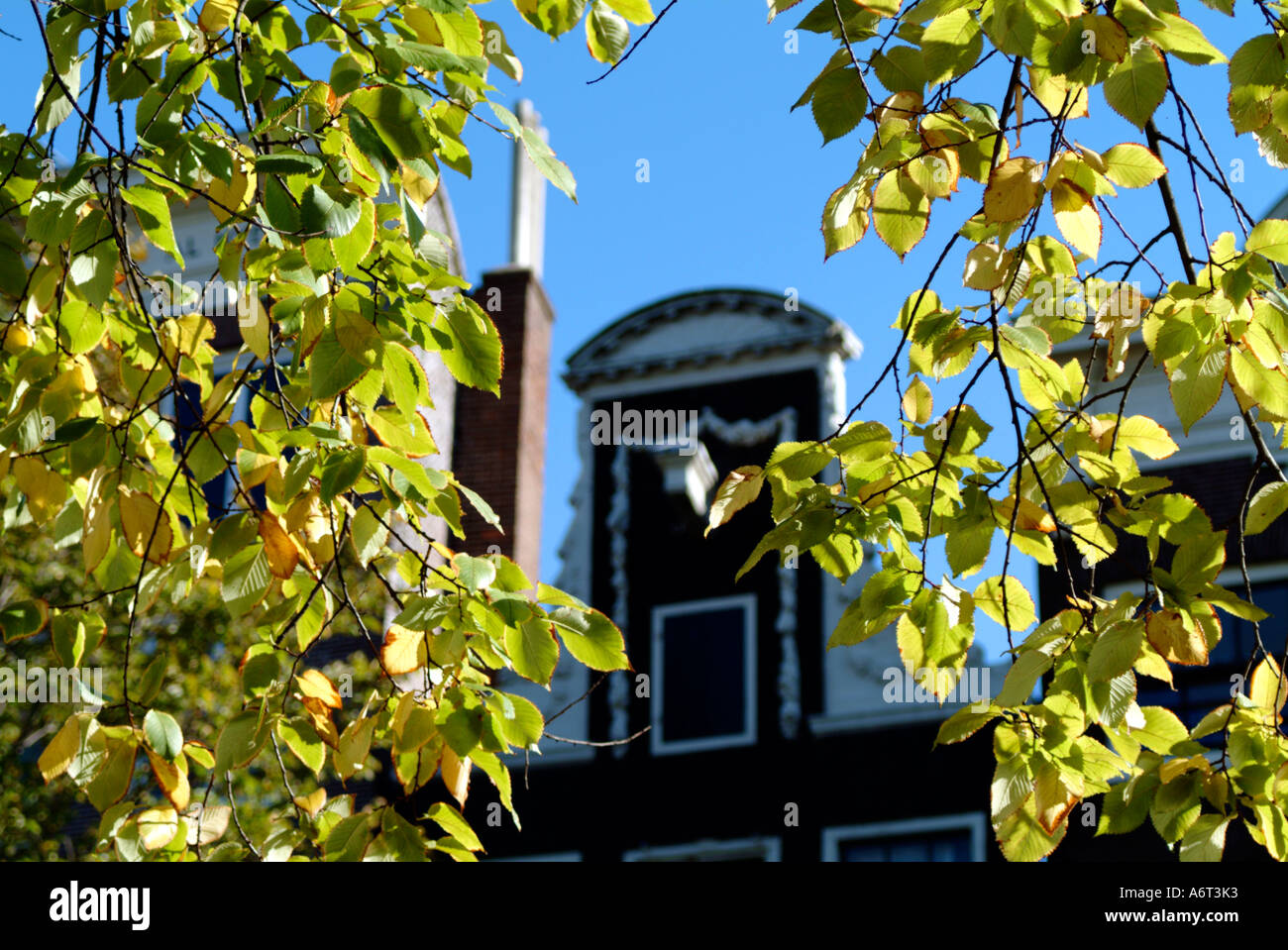 windows and autumn trees Amsterdam Stock Photo - Alamy