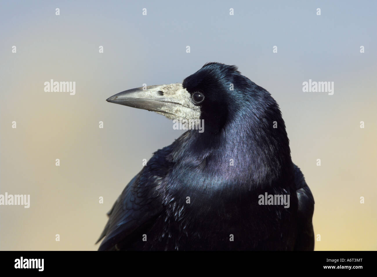 Rook Corvus frugilegus close-up of adult, Isle of Mull, Argyll & Bute ...