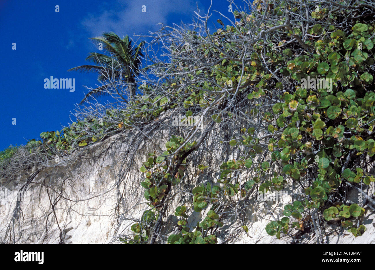 A Palm tree in Tulum on the east coast of the Yucatan Penninsula ...