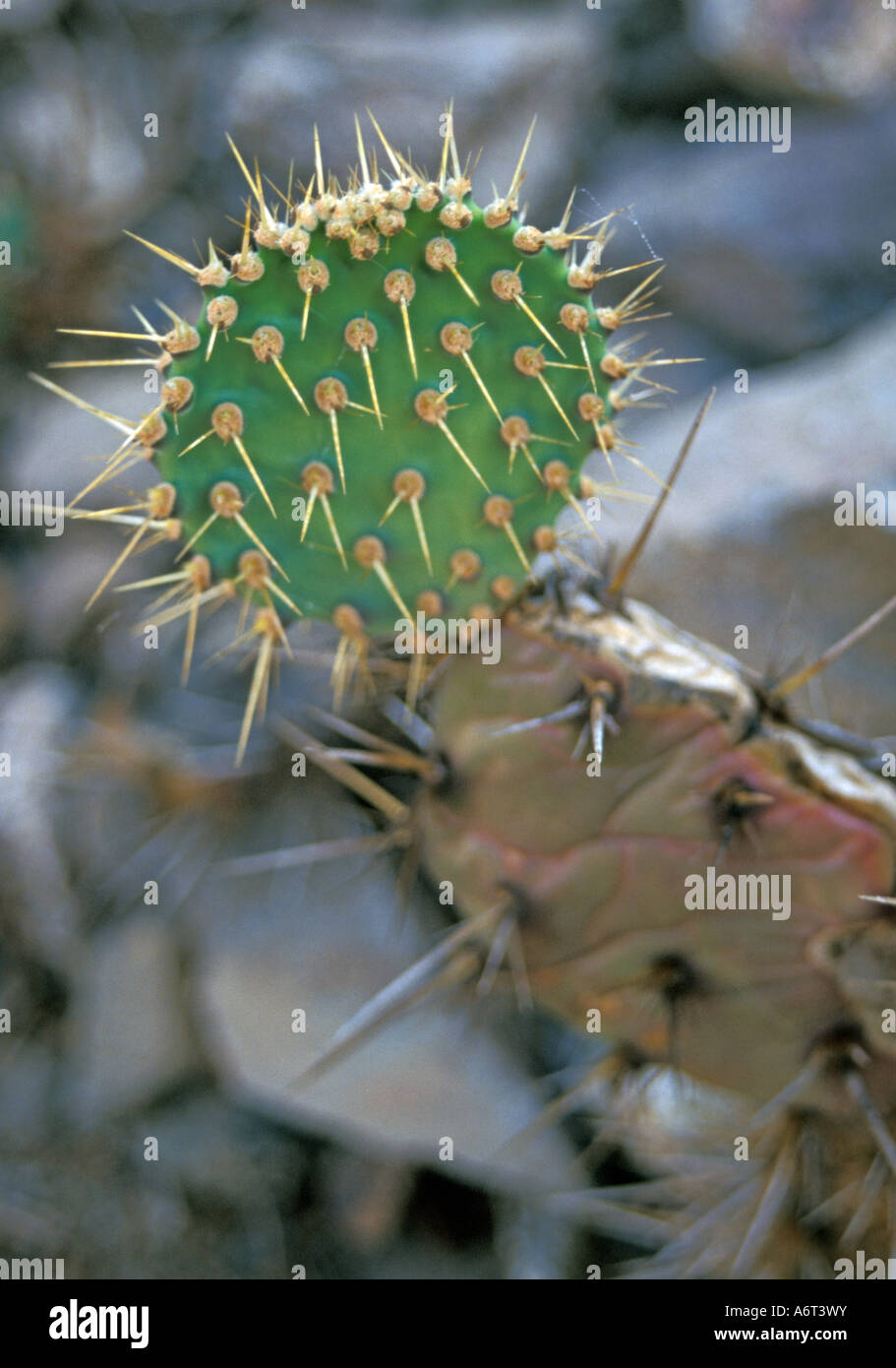 Cactus in Mexico Stock Photo - Alamy