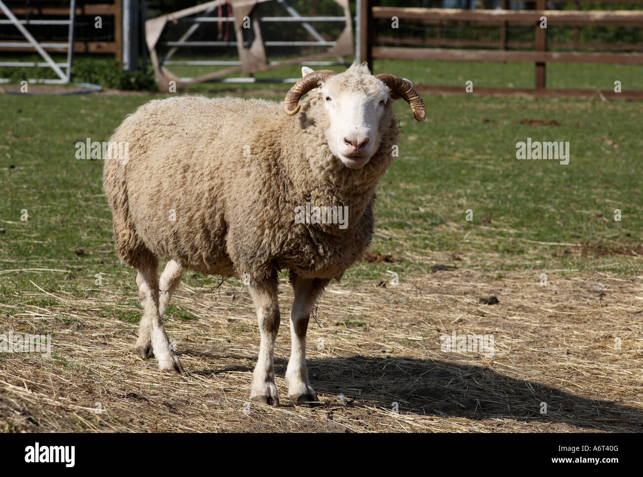 Ram at Hackney City Farm. Hackney, London, England, UK Stock Photo - Alamy