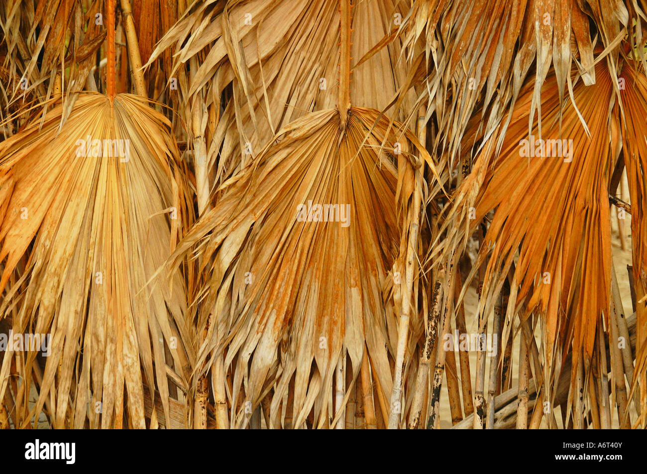 Natural wall or made from thatched, dried palm leaves and bamboo stalks ...