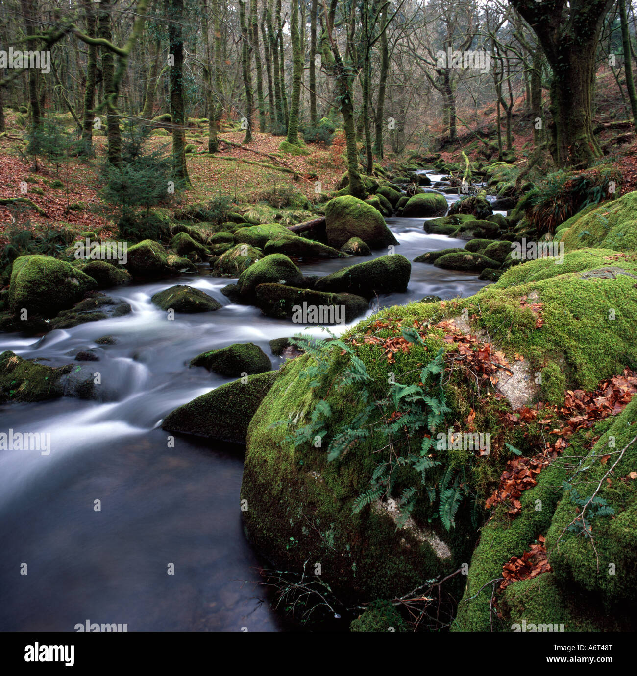 Flowing stream near Burrator Reservoir, Dartmoor, Devon, UK Stock Photo ...