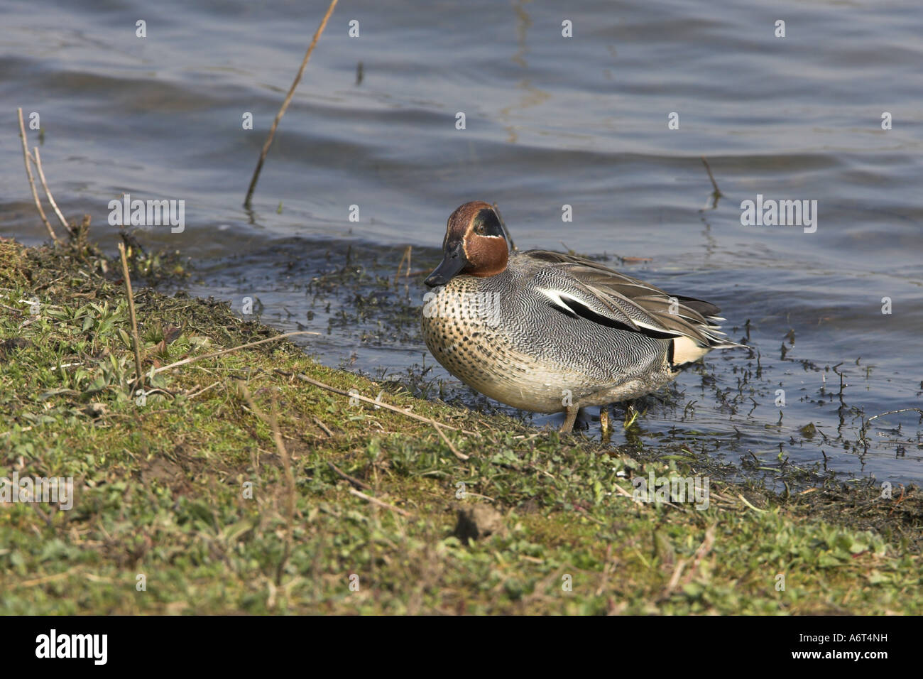 Common Teal Anas crecca male in breeding plumage standing on bank, RSPB ...