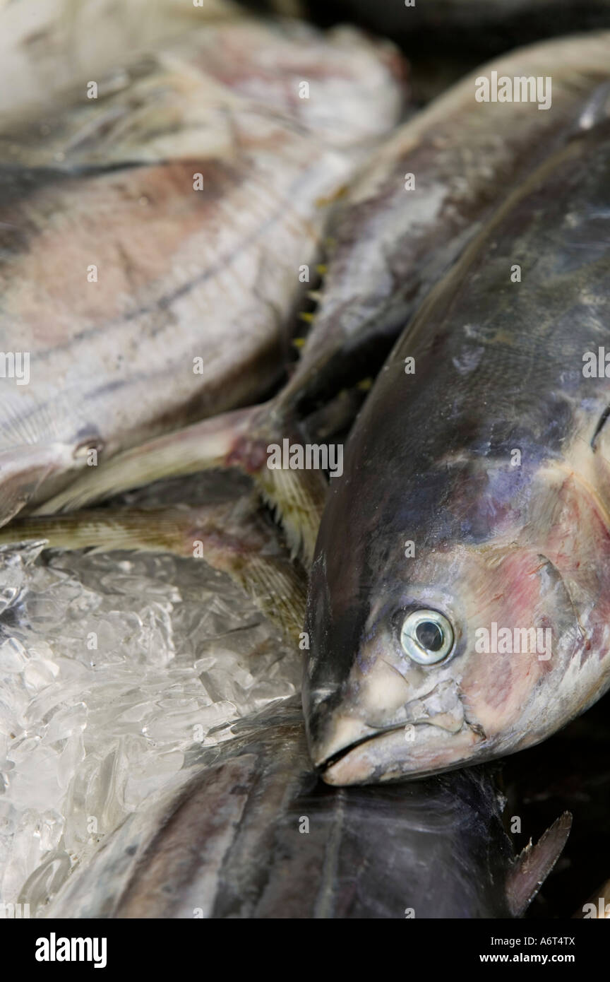 tunafish caught off funafuti, tuvalu Stock Photo - Alamy
