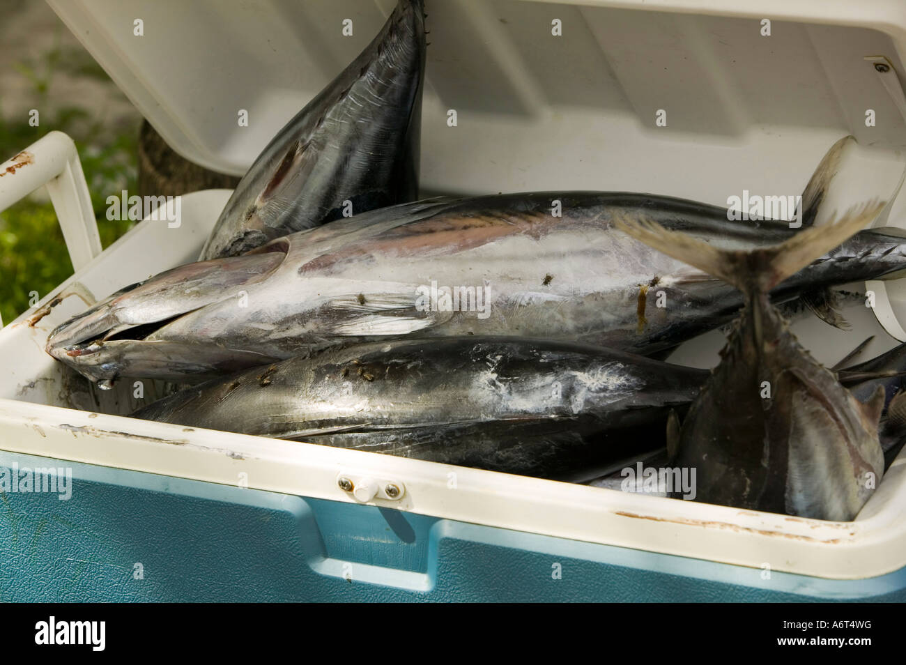 tunafish caught off funafuti, tuvalu Stock Photo - Alamy