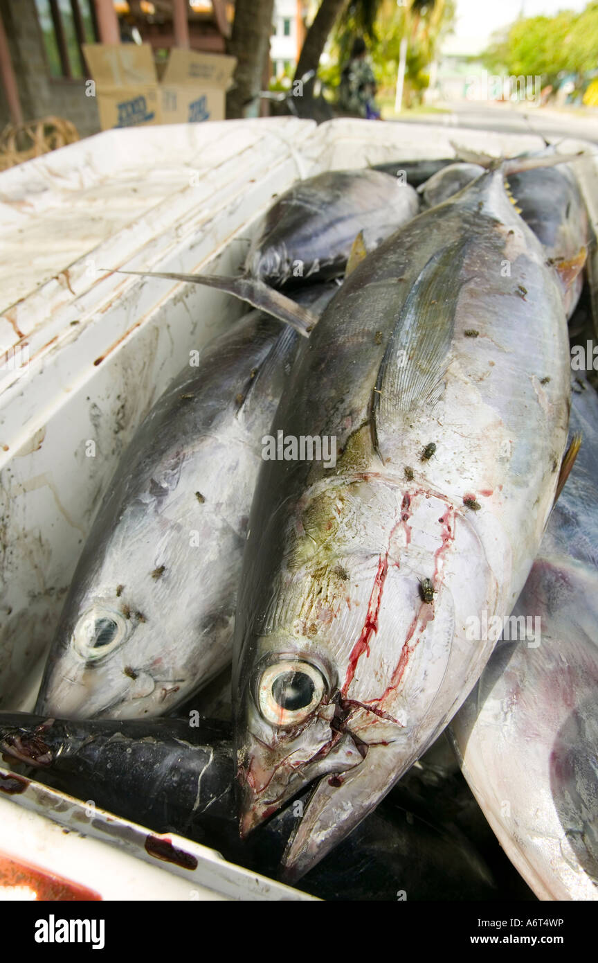 Tuvalu tuna hi-res stock photography and images - Alamy