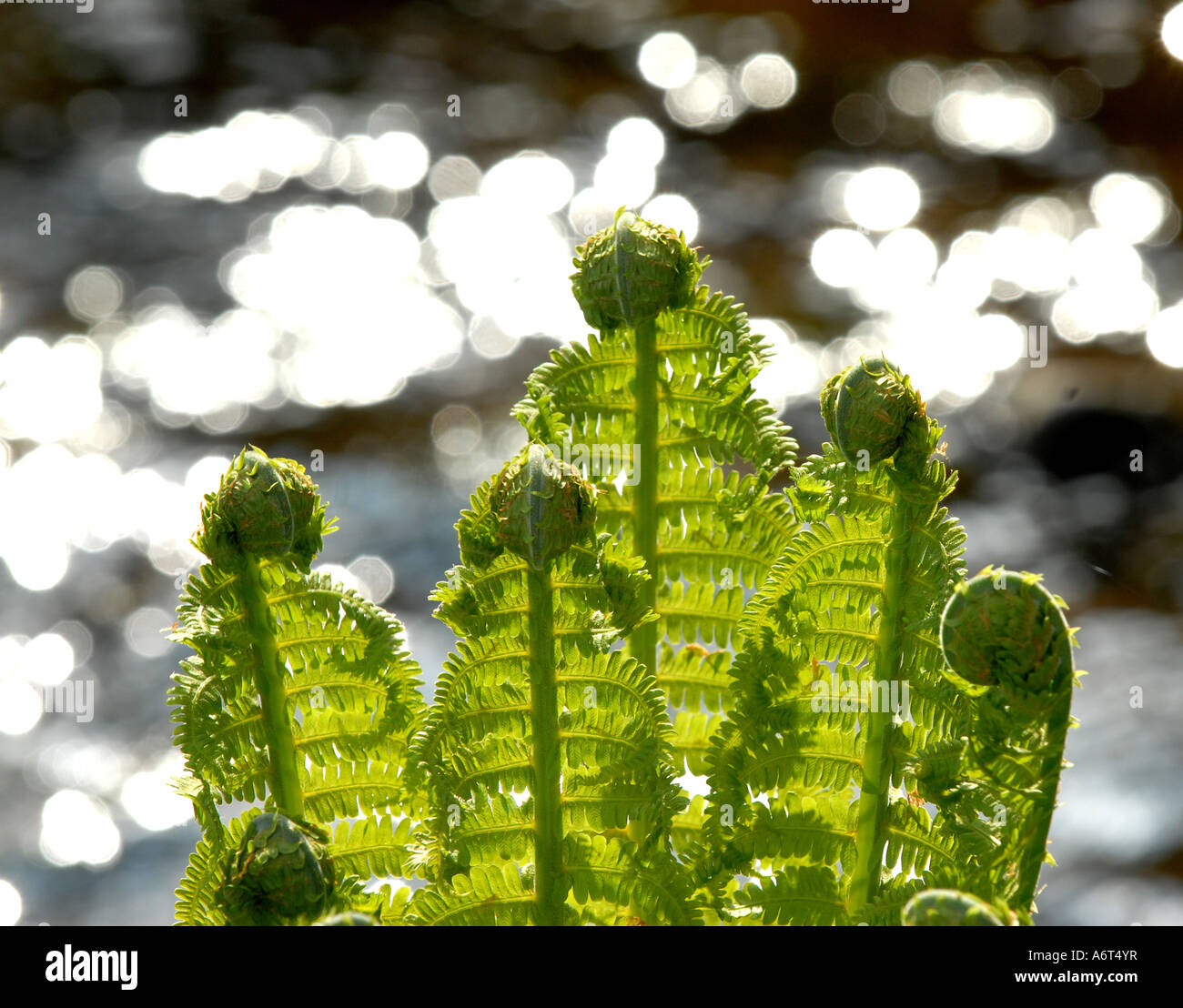 Ferns growing in spring beside a stream in Shropshire, England, UK ...