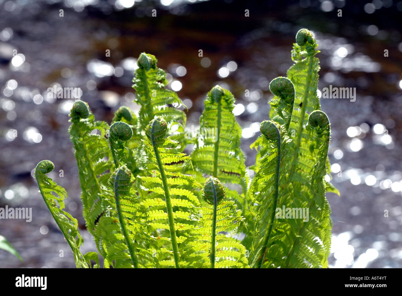 Ferns growing in spring beside a stream in Shropshire, England, UK ...