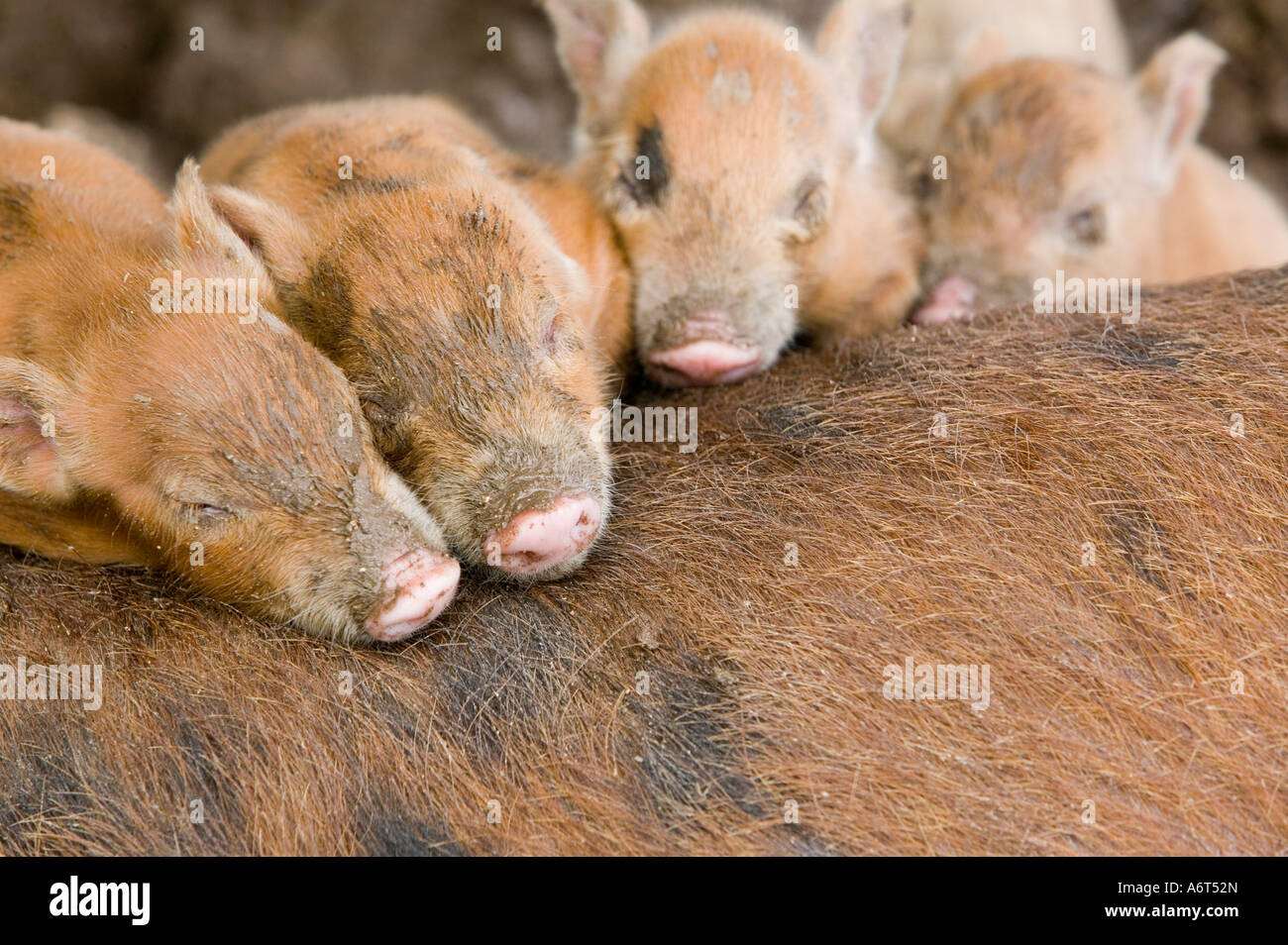 Piglet rearing hi-res stock photography and images - Alamy