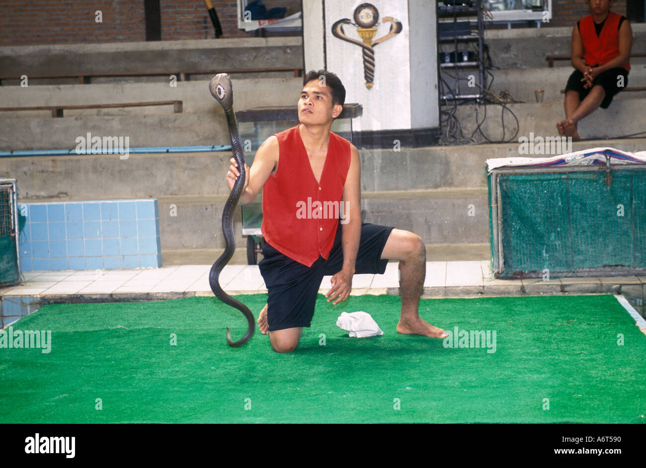 Thailand Man vs Cobra Snake Farm Chiang Mai Province Stock Photo - Alamy
