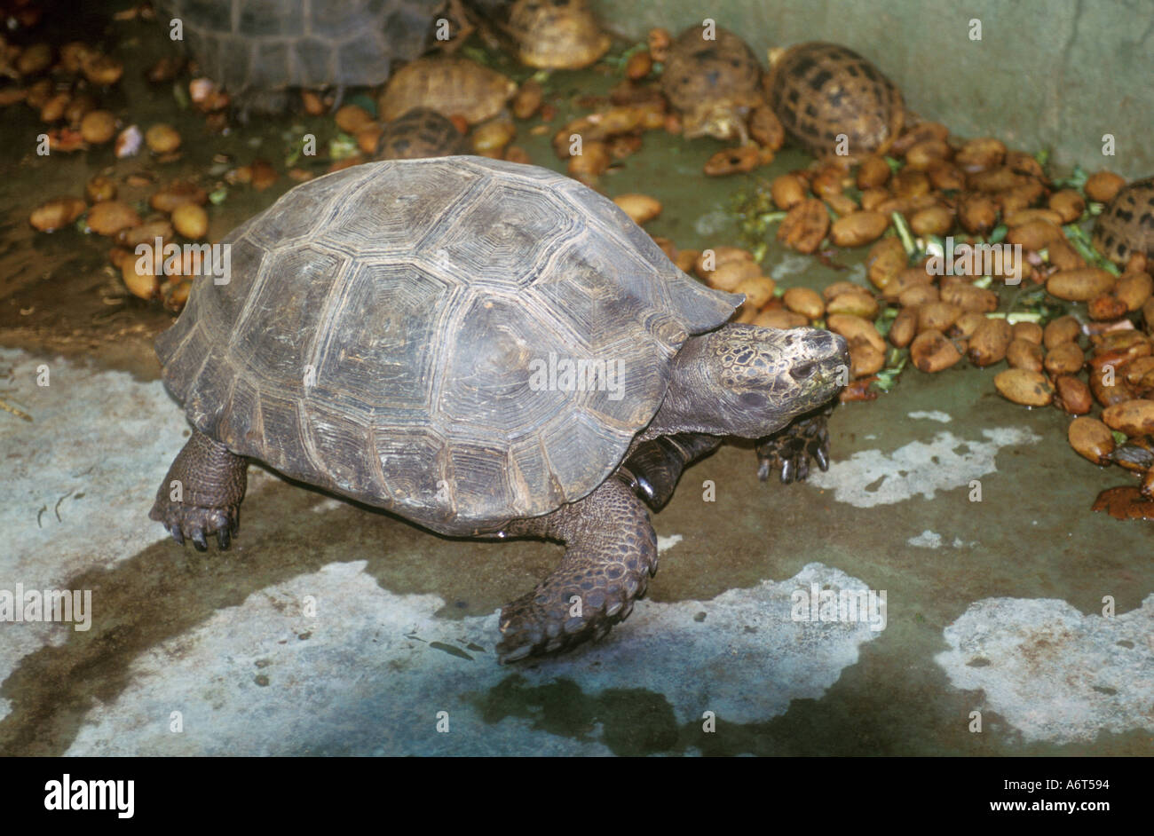 Southeast asian box turtle hi-res stock photography and images - Alamy