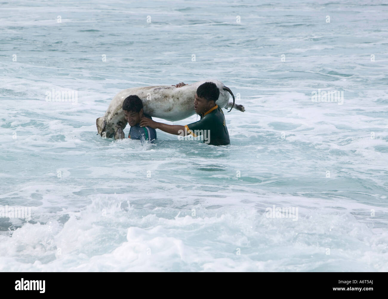 Tuvaluan men carrying a slaughtered pig out of the sea after having ...