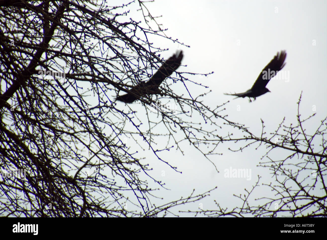 Greedy birds hi-res stock photography and images - Alamy