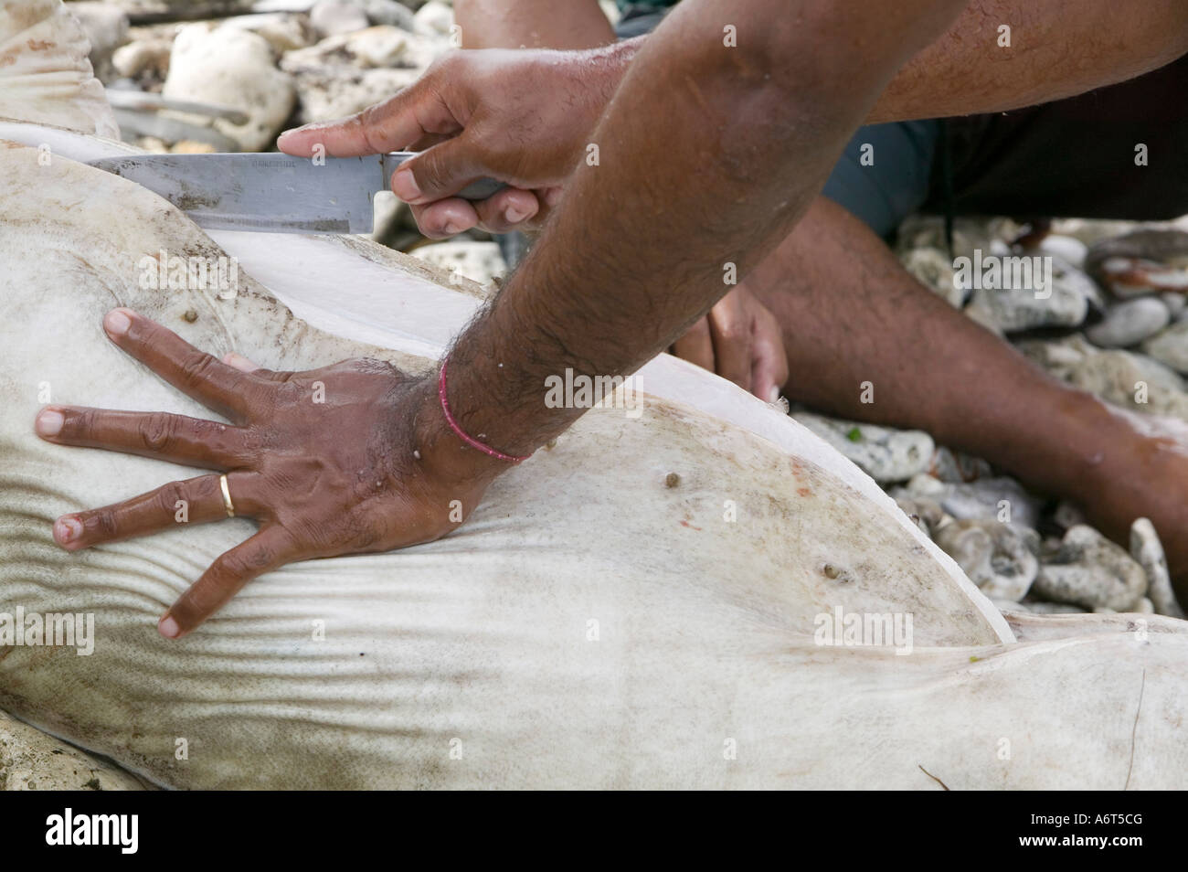 pigs slaughtered for a traditional funeral feast on Funafuti, Tuvalu ...