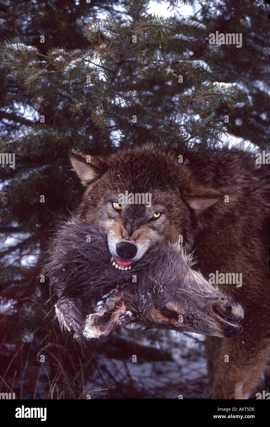 Arctic wolf eating hi-res stock photography and images - Alamy