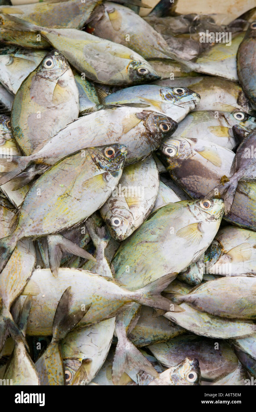 Tropical fish caught off funafuti, tuvalu Stock Photo - Alamy