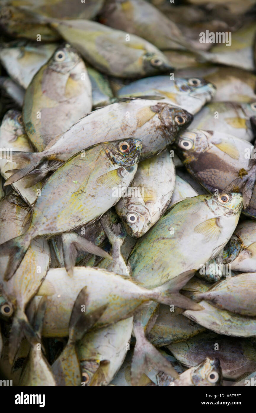Tropical fish caught off funafuti, tuvalu Stock Photo - Alamy