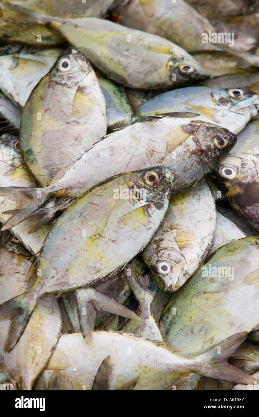 Tropical fish caught off funafuti, tuvalu Stock Photo - Alamy