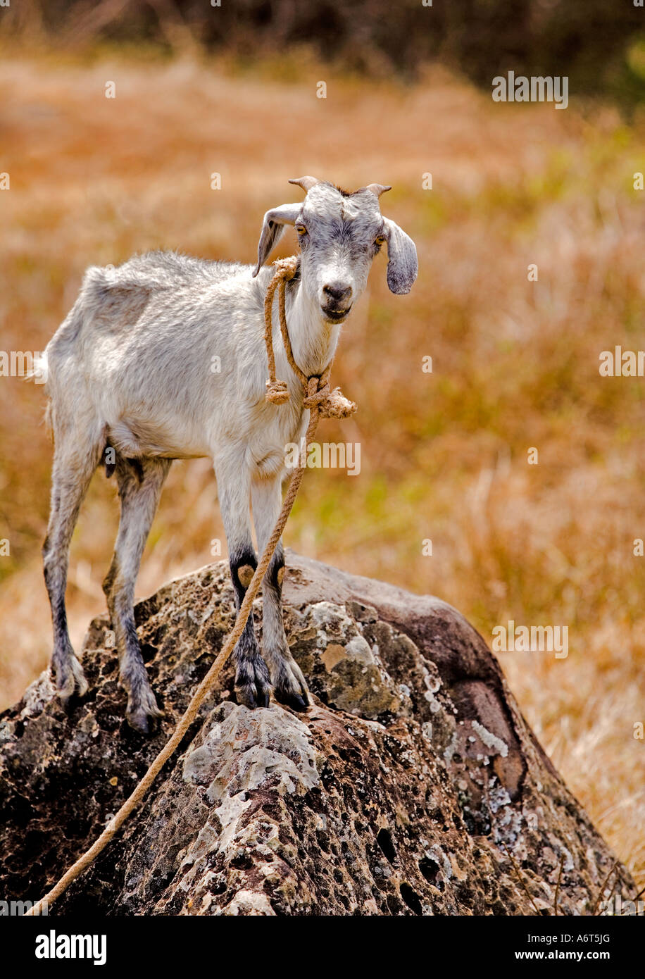 Goat poses on rock "Rodrigues Stock Photo - Alamy