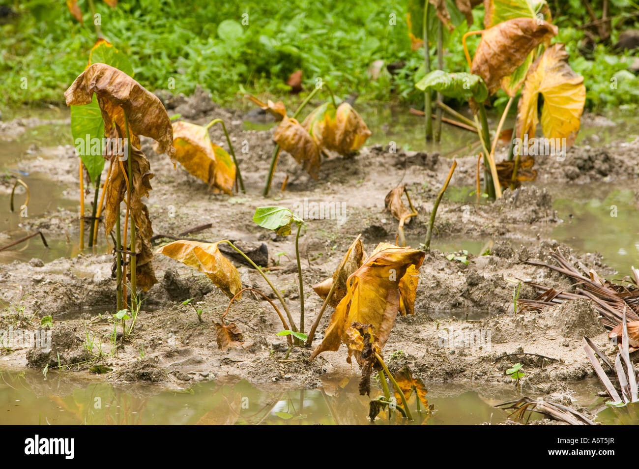 Pulaka that has been killed off by salt water incursion on Funafuti ...