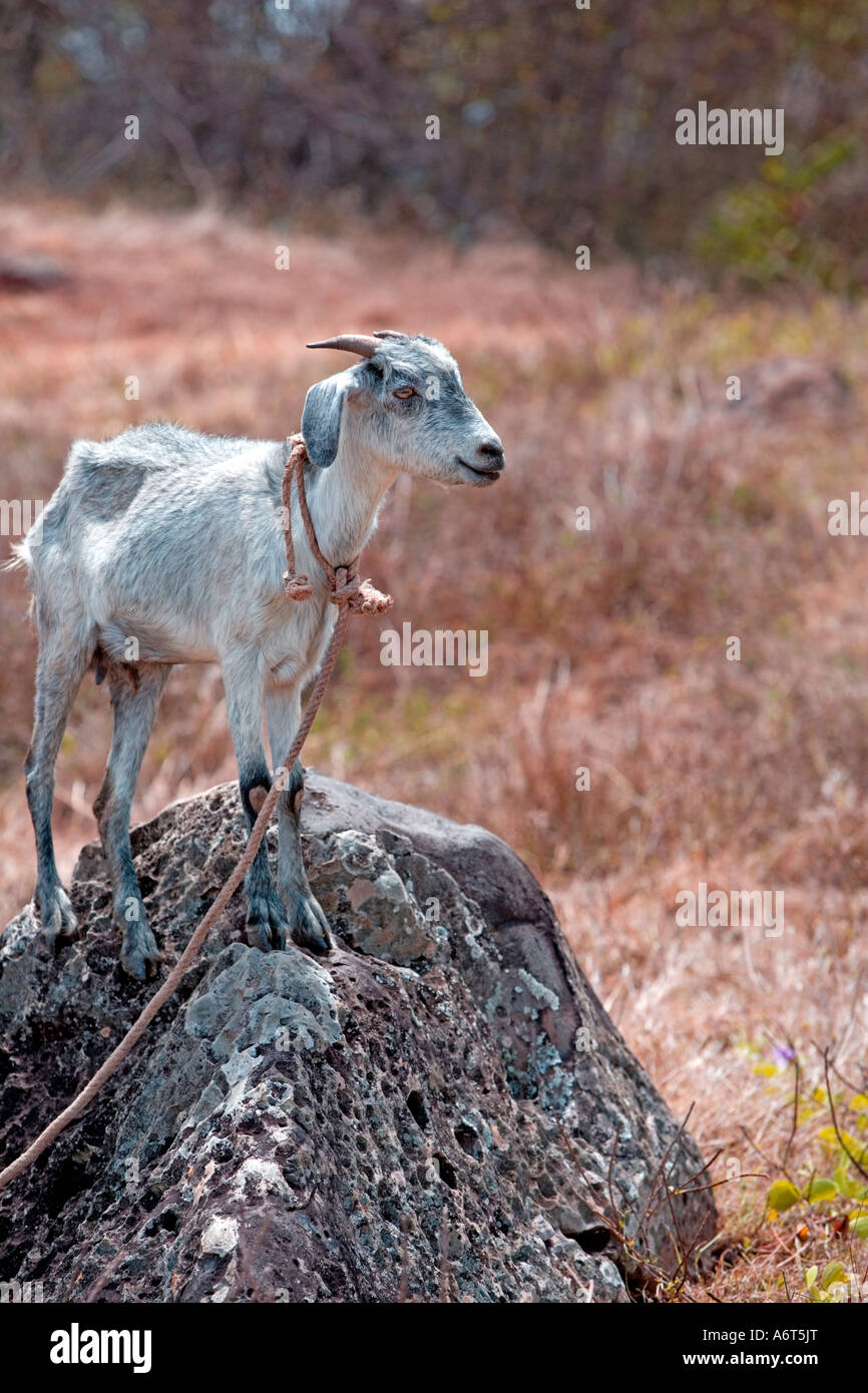 Cute ^Nanny-goat on her rock in Rodrigues Stock Photo - Alamy