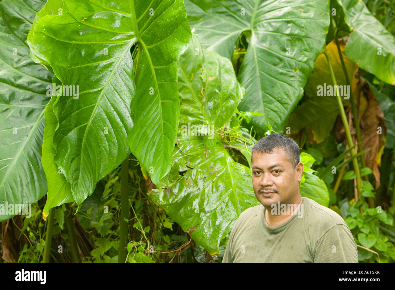 Pulaka hi-res stock photography and images - Alamy