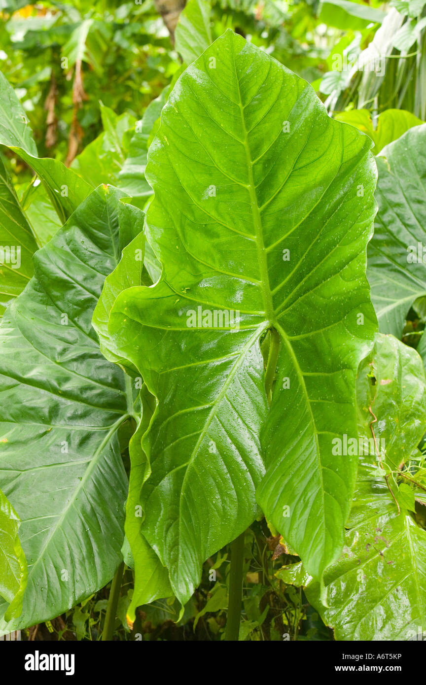 Pulaka a staple part of the Tuvaluna diet, Funafuti island Stock Photo ...