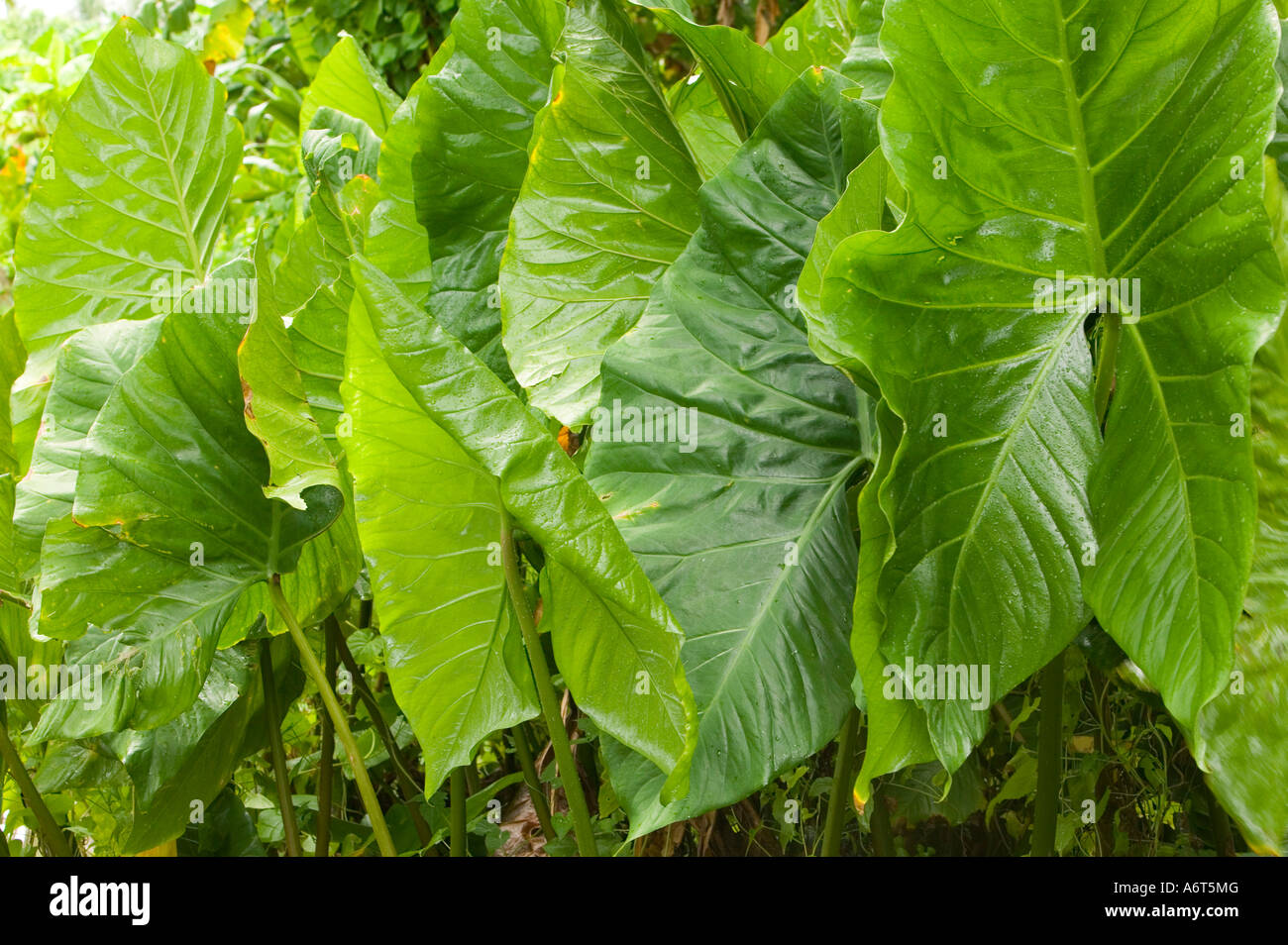 Pulaka hi-res stock photography and images - Alamy