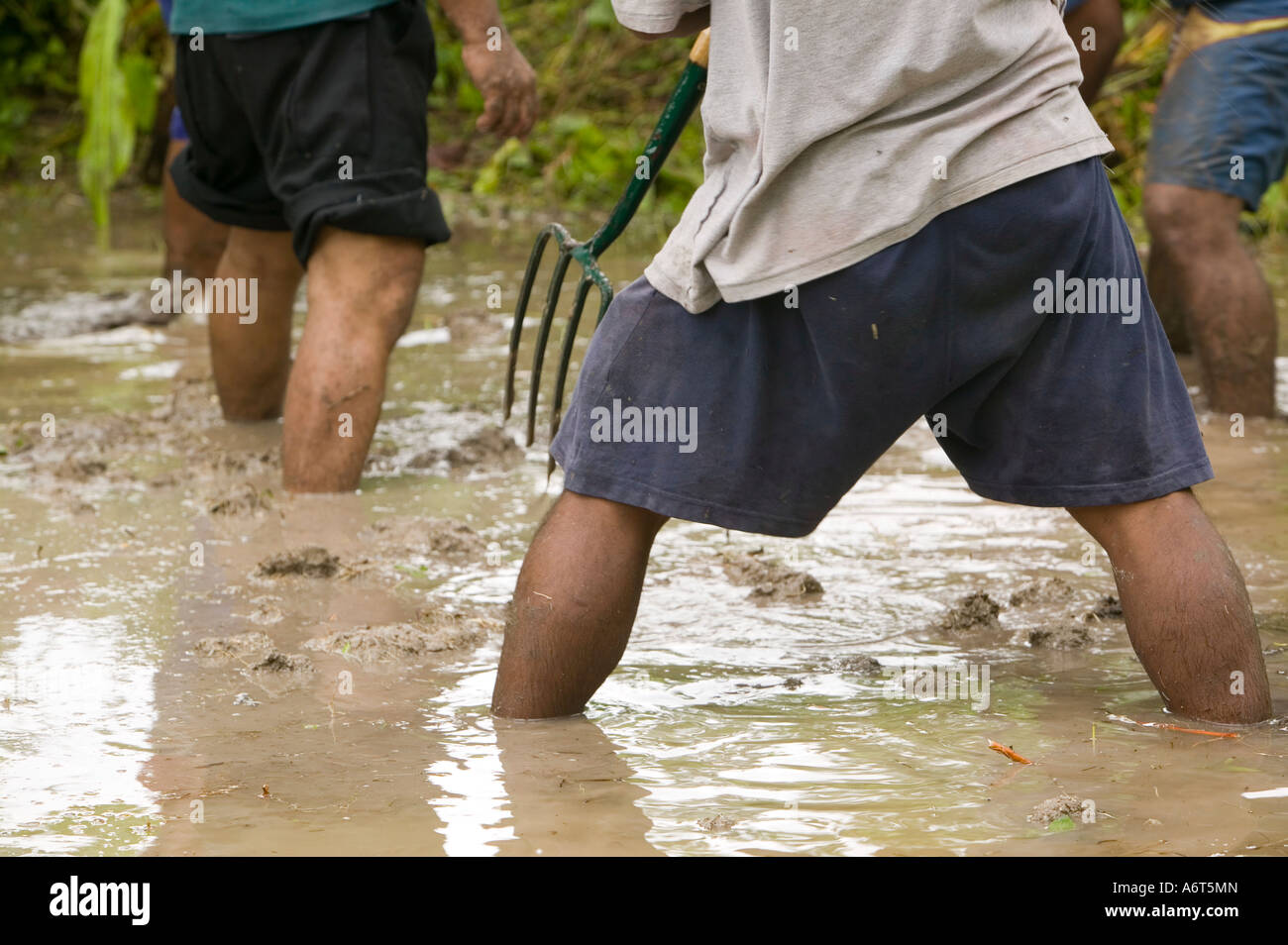 Farmers preparing the ground to plant Pulaka a staple part of the ...