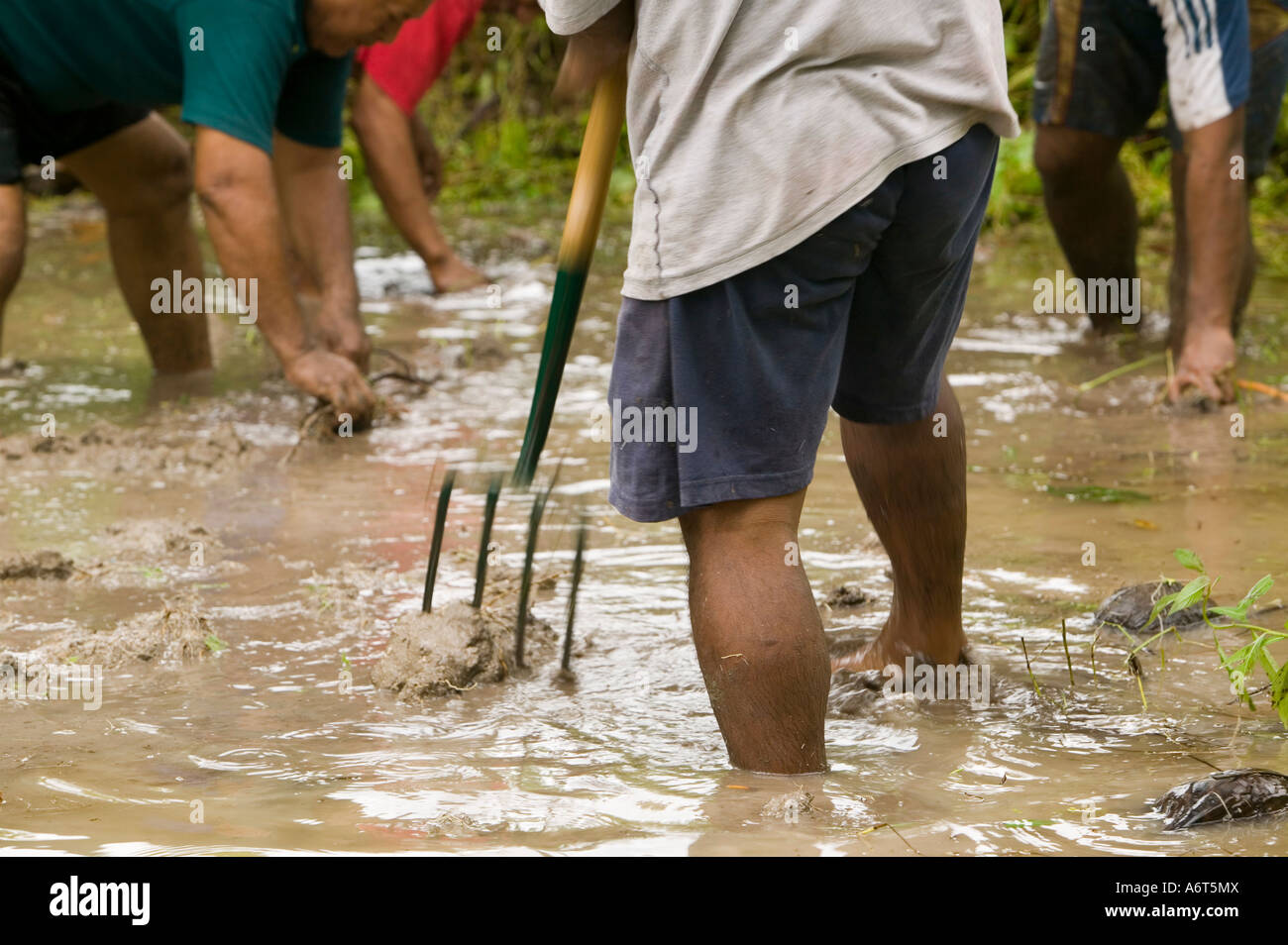 Pulaka hi-res stock photography and images - Alamy