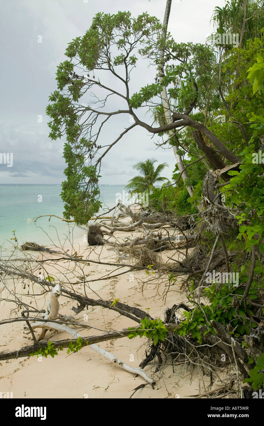 Trees knocked down by rising sea levels caused by global warming ...