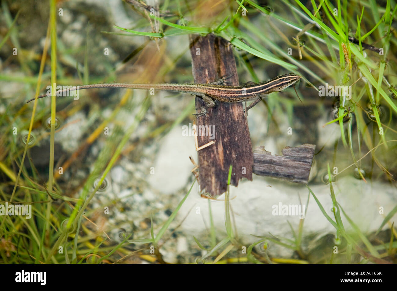 A lizard seeks sanctuary on a peice of floating wood from the rising ...