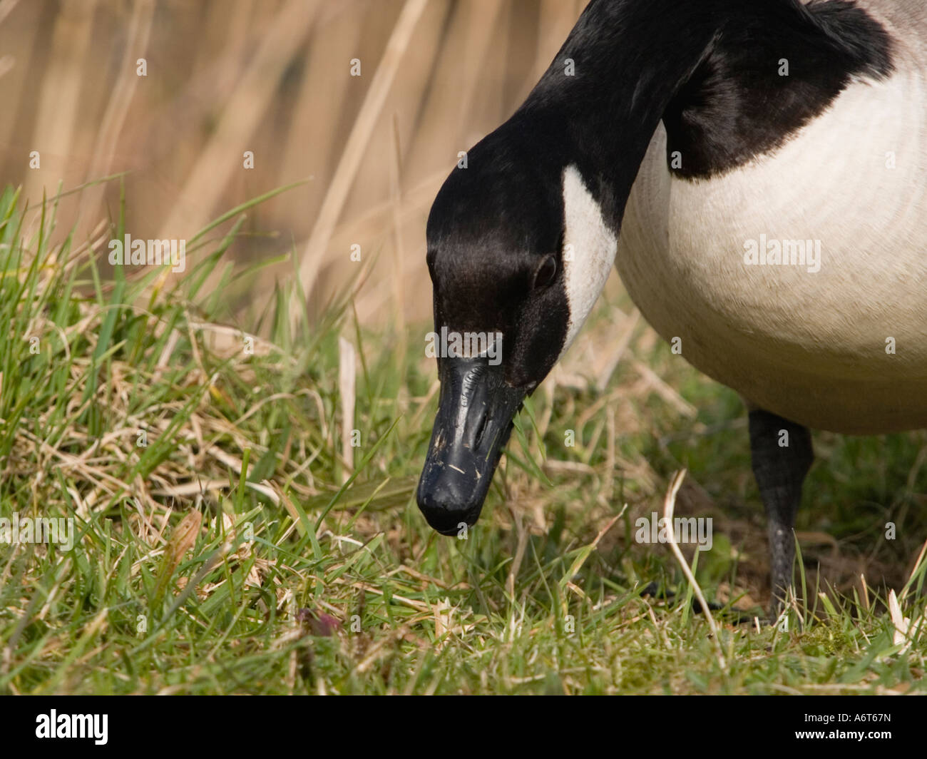 Canada goose feeding Stock Photo - Alamy
