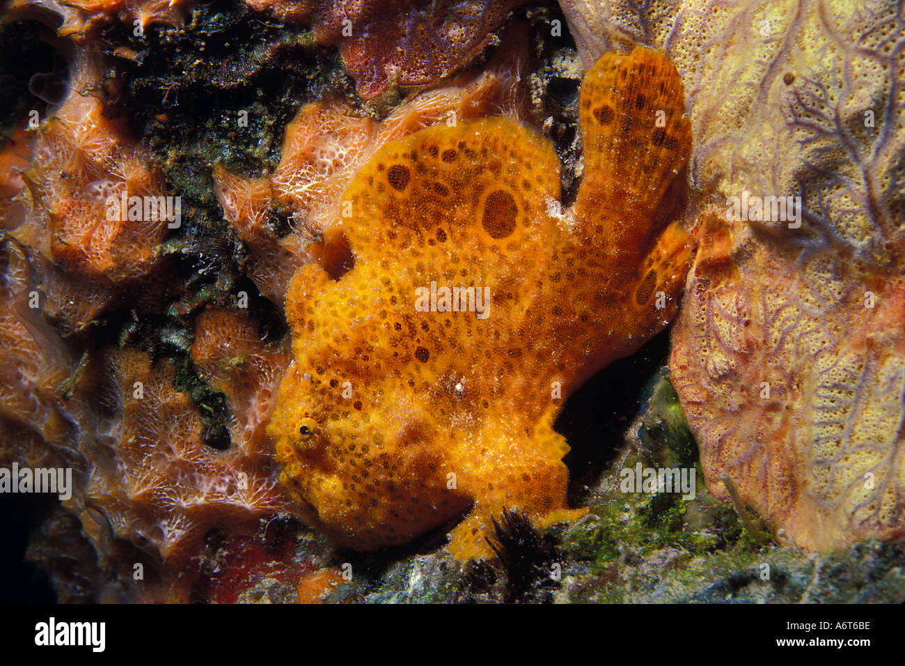 Orange Frogfish DS UW 0042 Bonaire NA Antennarius sp Copyright Douglas ...